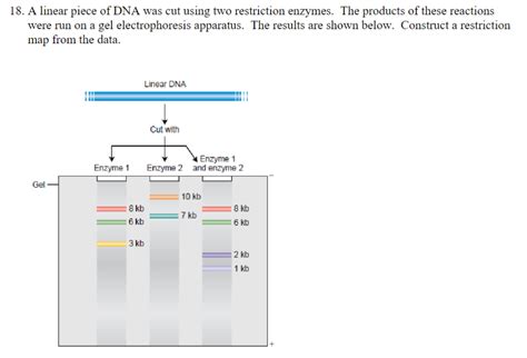 Solved 18 A Linear Piece Of DNA Was Cut Using Two Chegg Com