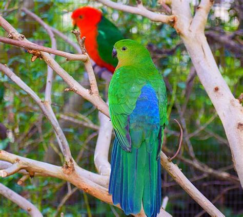 King Parrot Moonlit Sanctuary