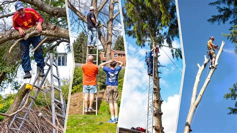 Funniest Tree Cutting Fails YouTube