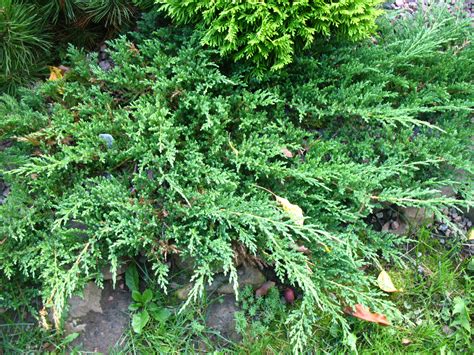 Можжевельник принц Уэльский на штамбе (58 фото)