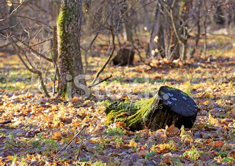 숲에서 오래 된 나무 그 루터 기 스톡 사진 Freeimages