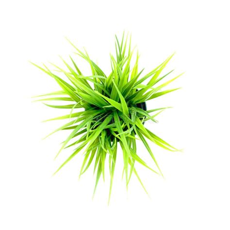 Top View Of Fresh Lawn Grass Stock Image Image Of Springtime Form