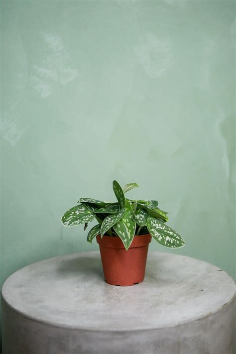 Scindapsus Argyraeus Rewild