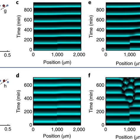 Intracellular Positive Feedback Promotes Synchronization Between Download Scientific Diagram