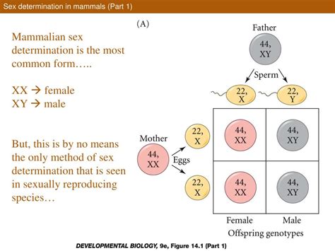 Ppt Sex Determination Powerpoint Presentation Free Download Id