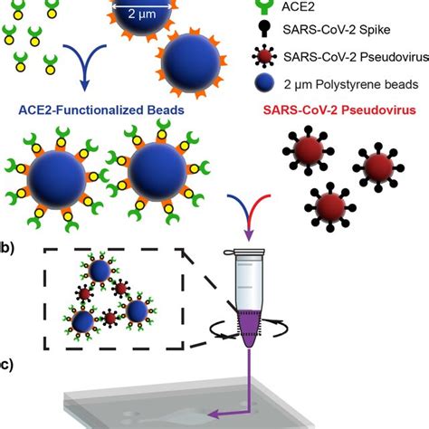 Agglutination Assay Procedure A 2 µm Polystyrene Beads Conjugated Download Scientific Diagram