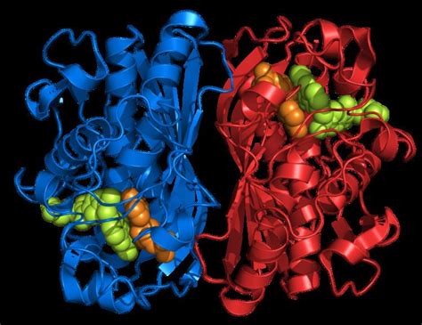 Thymidylate Synthase Alchetron The Free Social Encyclopedia