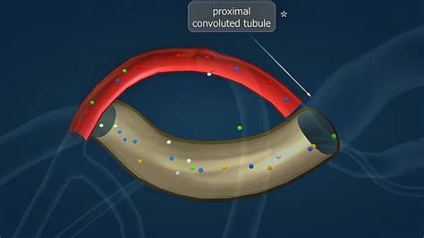 Anatomy And Function Of Proximal Convuluted Tubule Of Nephron Bugs