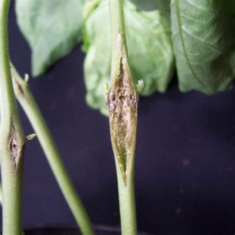 Symptoms On Inoculated Plant Of Bean Strain Tx278 Download