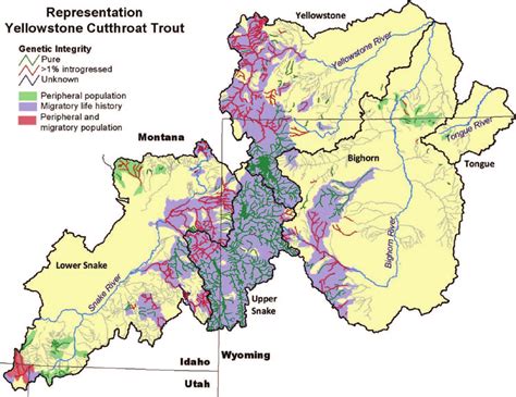 Rangewide Distribution Map For Yellowstone Cutthroat Trout Showing The Download Scientific