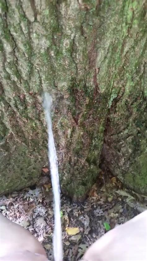 Piss On Tree POV ThisVid Com Piss On Tree POV ThisVid Com