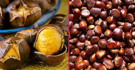 Kestane Nasıl Haşlanır Nasıl Çizilir