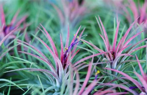 Growing Best Bromeliads Indoors Diy Steps Explained