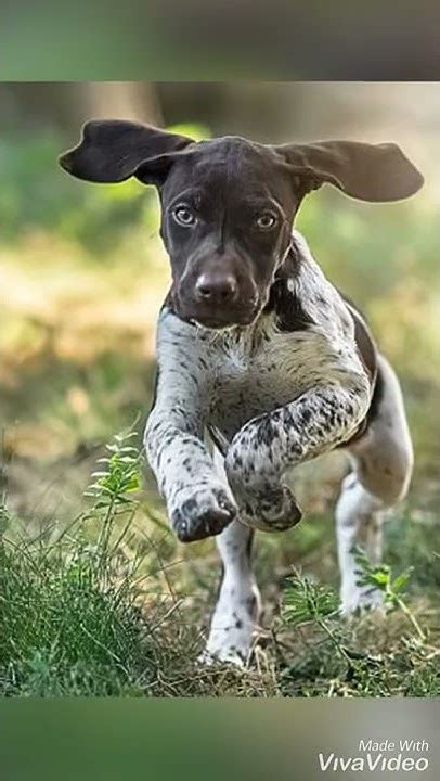 Cute Pointer Puppies Youtube