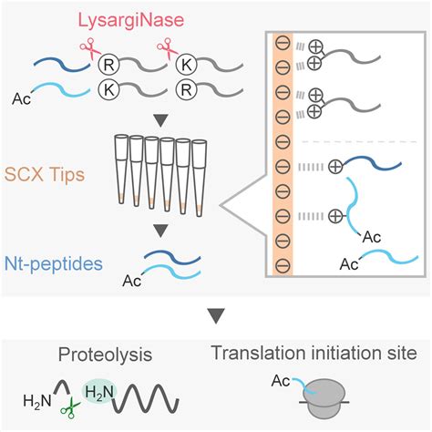 One Step N Terminomics Based On Isolation Of Protein N Terminal Peptides From Lysarginase