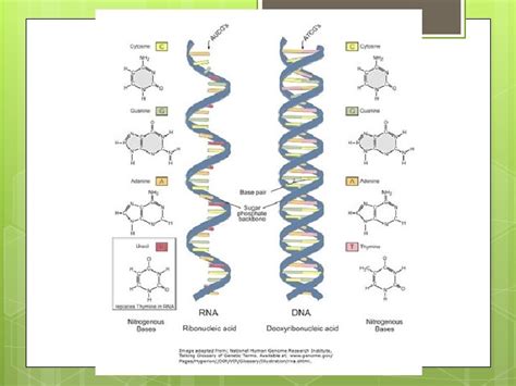 Year Genetics Structure And Function Of DNA