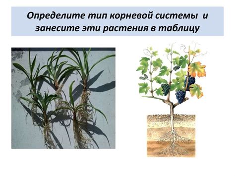 Корень Внешнее строение и функции презентация онлайн