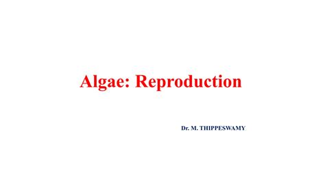 Reproduction In Algae There Are Three Types Pptx