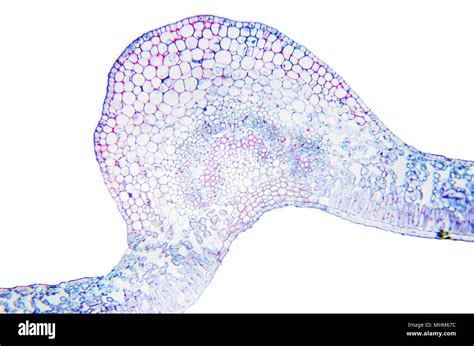 Plant Cells Microscope Fotos Und Bildmaterial In Hoher Auflösung Alamy
