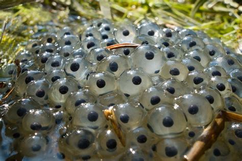 This Is An Egg Mass Laid By A Frog Each Of Those Black Dots Is Made Up