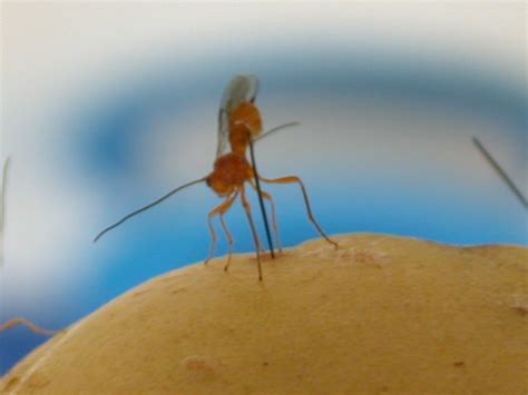 Longi Oviposition Diachasmimorpha Longicaudata Ovipositing Flickr
