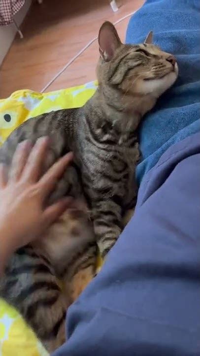 막 만지고 쪼물딱거려도 물지 않는 고양이 Youtube