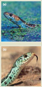 AP Biology Speciation And Macroevolution Quiz Flashcards Quizlet