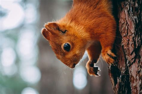 The Ultimate Guide To Wildlife Photography 89 Best Tips