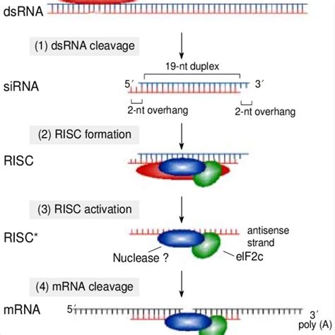Current Model For Rna Interference Rnai Process Can Be Divided Into