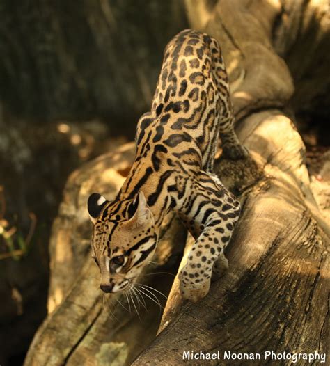 Ocelots