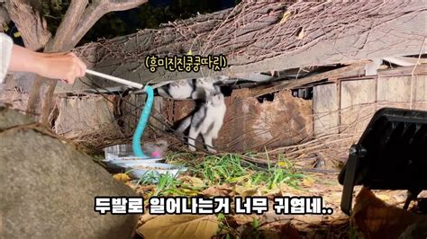 중성화 하러 간 엄마 고양이와 기다리는 아기고양이 Youtube