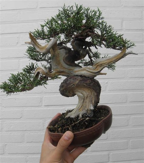 Shohin Juniper