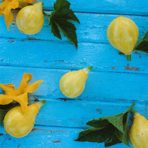 Early Prolific Straightneck Squash Thresh Seed Co