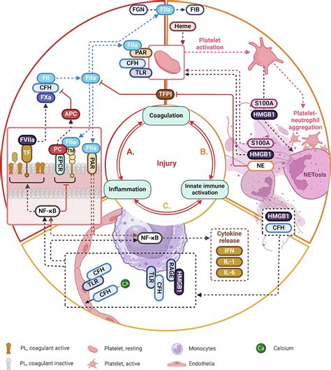 The Convergent Model Of Coagulation Journal Of Thrombosis And Haemostasis