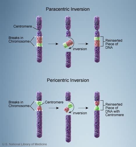 Chromosomal Aberration Structural And Numerical Plantlet
