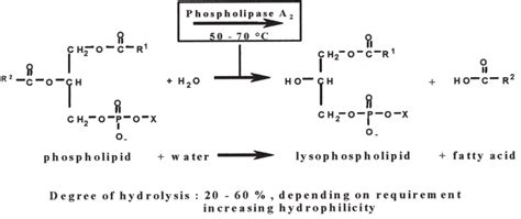 Enzymatic Hydrolysis Of Lecithin Download Scientific Diagram