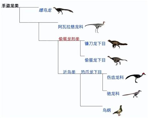 从恐龙到鸟类的演化之谜，被中国科学家破解丨2025年未来科学大奖