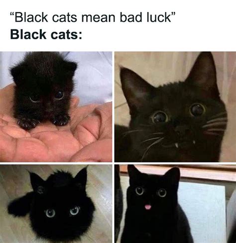 30 Adorable And Funny Posts From The Cats On Catnip Facebook Account DeMilked