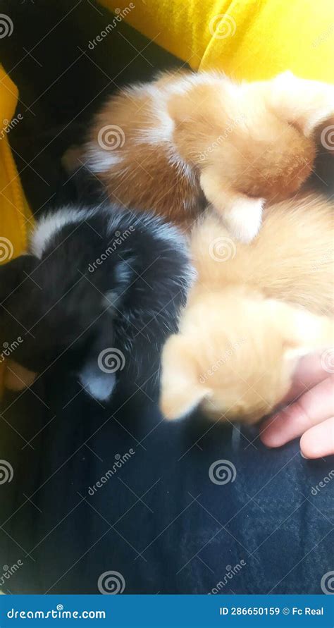 Photo Of Three Very Cute Kittens Stock Image Image Of Three Cute