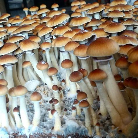 one hit of lysergic bliss my second and most enjoyabe acid trip the psychedelic experience