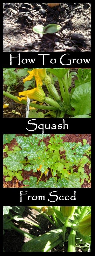 How To Grow Squash From A Seed Or Start The Adventure Bite