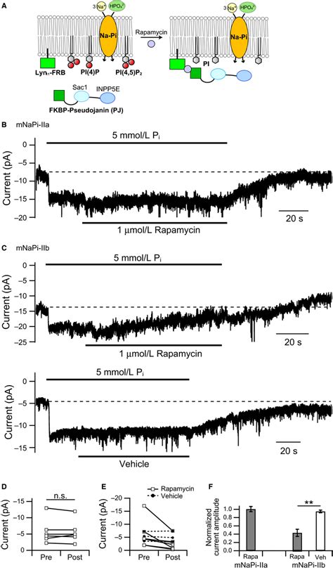 Effect Of Pj‐induced Depletion Of Pi45p2 And Pi4p On Napi‐iia And Download Scientific