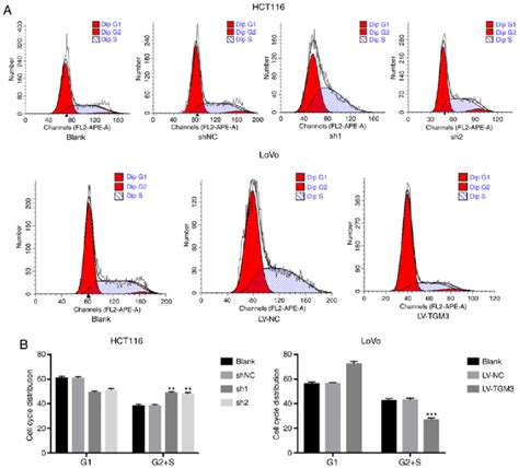 Tgm3 Arrests The Cell Cycle In Crc Cells A The Cell Cycle Download Scientific Diagram