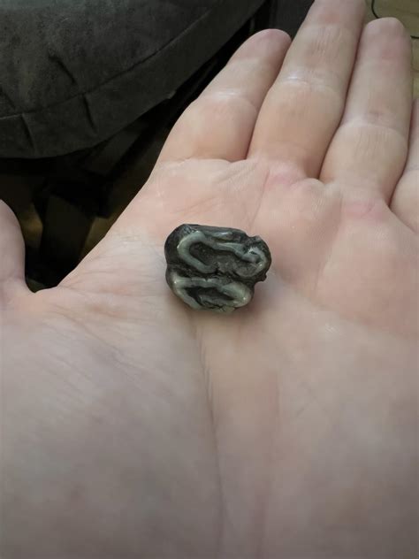 Manatee Tooth Rfossilporn