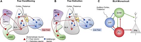 Frontiers Effects Of Early Life Stress On The Developing Basolateral
