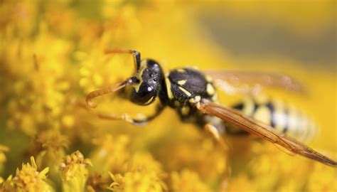 How Do Wasps Make Their Nests Sciencing