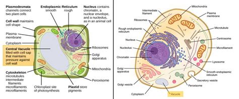 Vacuole Definition Structure Function Facts Britannica 43 Off