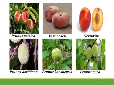 Peach Breeding