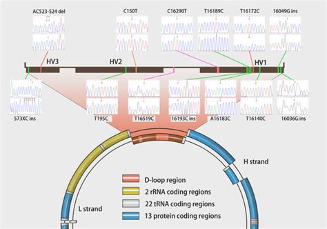 Structural Overview Of MtDNA And Significant D Loop Polymorphisms In Download Scientific