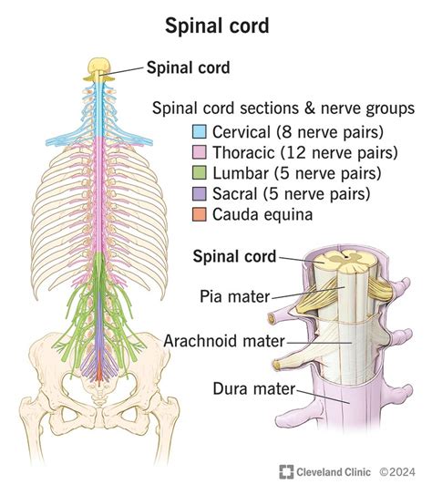 Lumbar Spinal Nerves